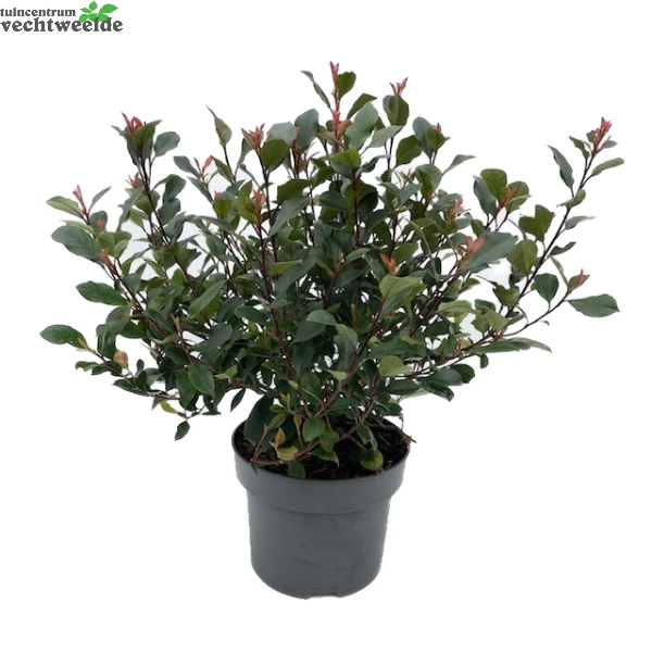 Vind het Beste van Photinia Fraseri 'Red Robin' H40-60cm. bij Tuin ...